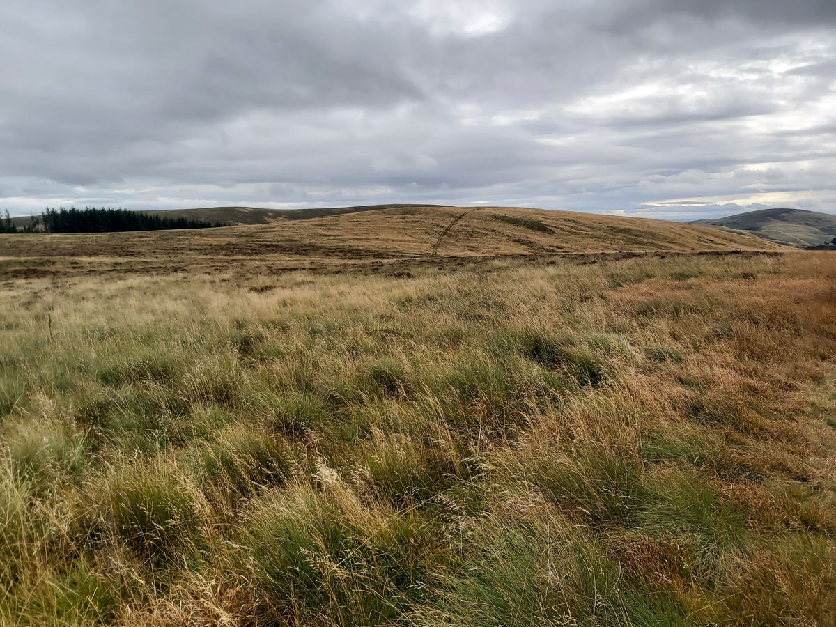 Hazely Law In The Cheviots - Cheviot99
