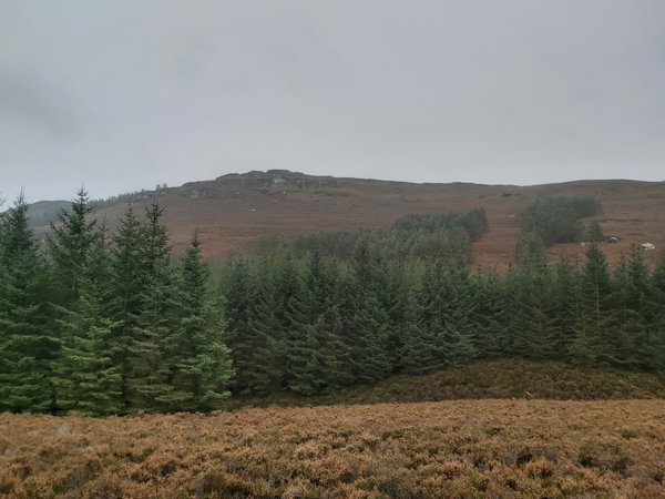 Thrunton Wood in Alnwick - Fabulous North