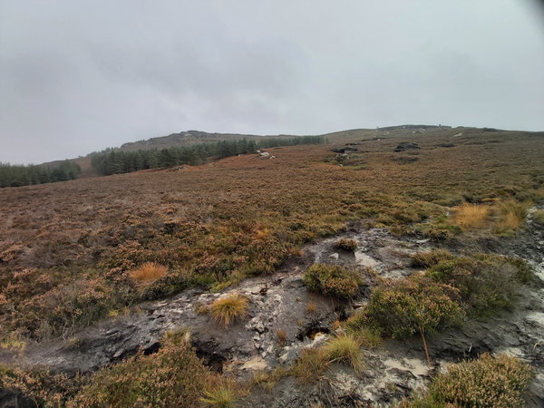 Thrunton Wood in Alnwick - Fabulous North