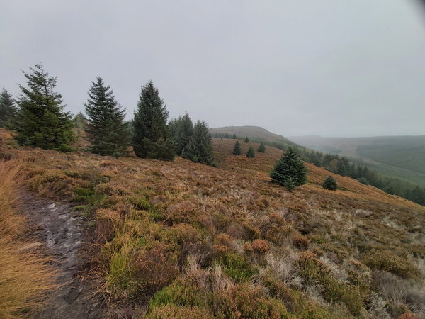 Thrunton Wood in Alnwick - Fabulous North