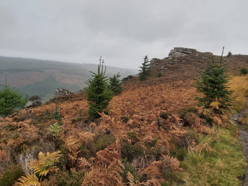 Thrunton Wood in Alnwick - Fabulous North