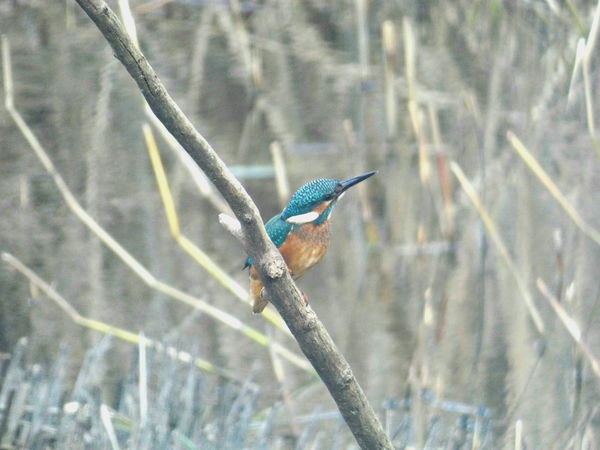 Gosforth Nature Reserve in Newcastle City Centre - Fabulous North