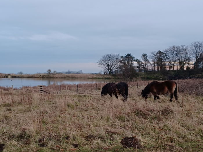 Embleton Quarry Nature Reserve in Craster - Fabulous North