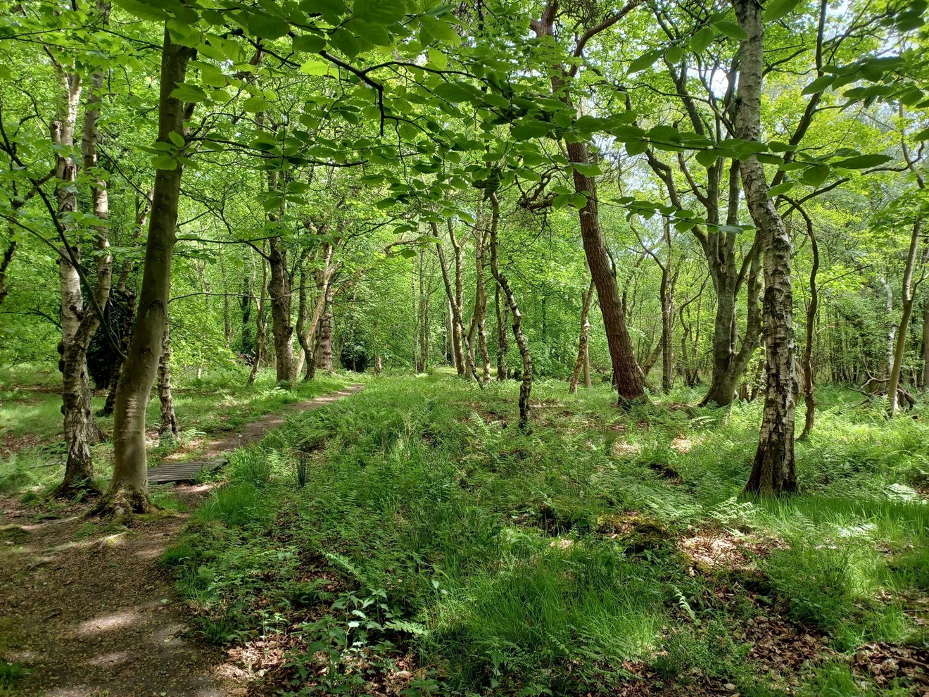 Gosforth Nature Reserve in Newcastle City Centre - Fabulous North
