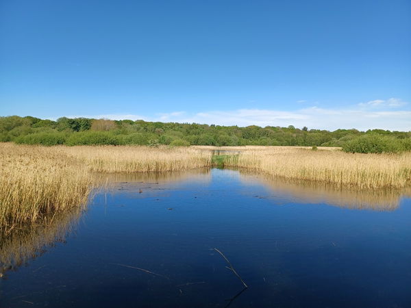 Gosforth Nature Reserve in Newcastle City Centre - Fabulous North