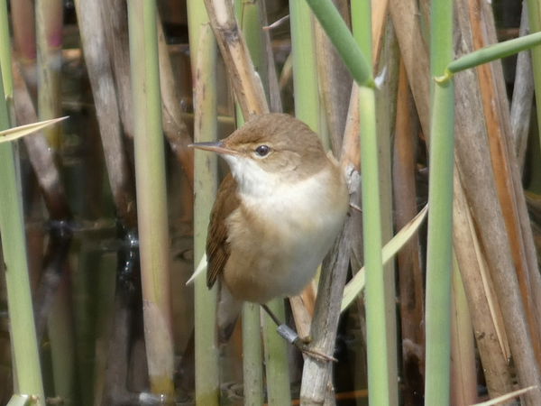 Gosforth Nature Reserve in Newcastle City Centre - Fabulous North