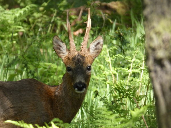 Gosforth Nature Reserve in Newcastle City Centre - Fabulous North