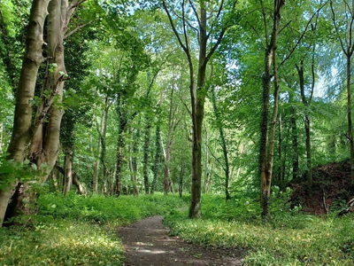 Watergate Forest Park in Gateshead - Fabulous North