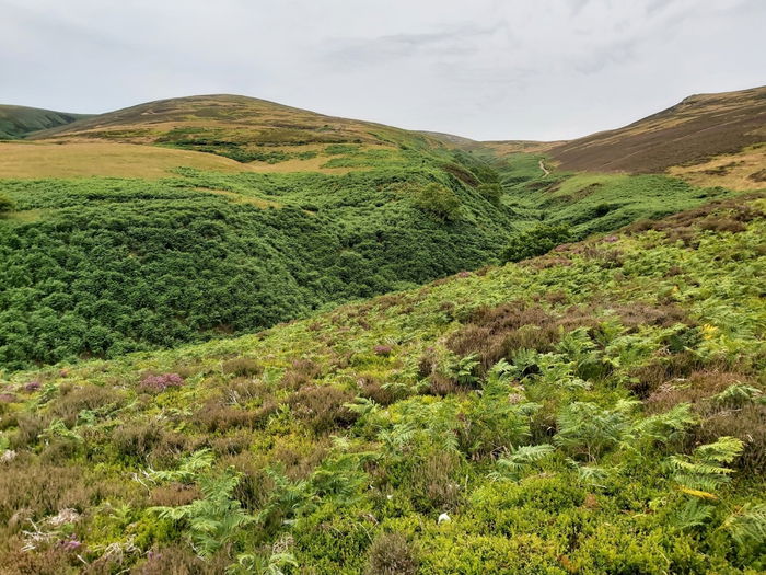 Hike To Hen Hole And Cheviot Summit in The Cheviots - Fabulous North