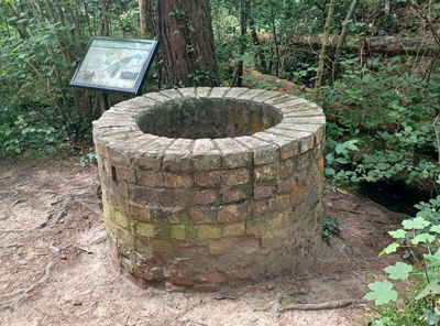 Chopwell Woods in Gateshead - Fabulous North