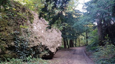 Castle Eden Dene in Peterlee - Fabulous North