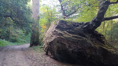 Castle Eden Dene in Peterlee - Fabulous North