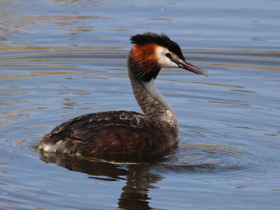 RSPB Leighton Moss In Lancaster - Fabulous North