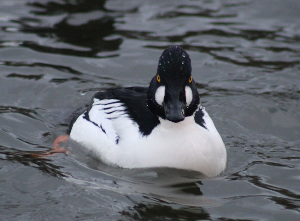RSPB Leighton Moss In Lancaster - Fabulous North