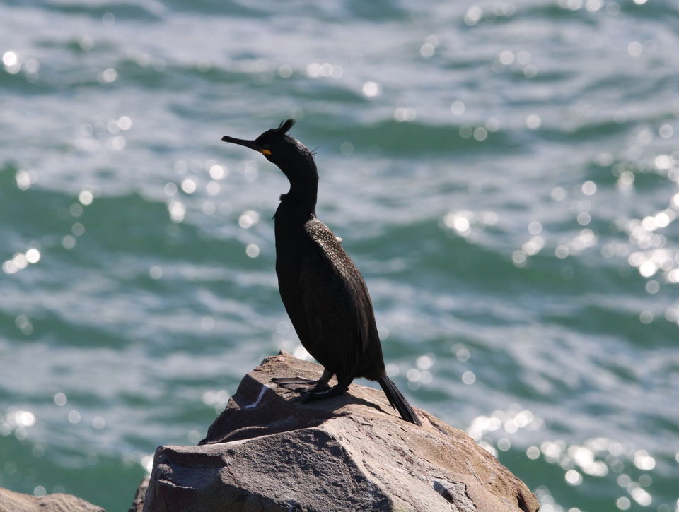 Longstone Lighthouse In Farne Islands - Fabulous North