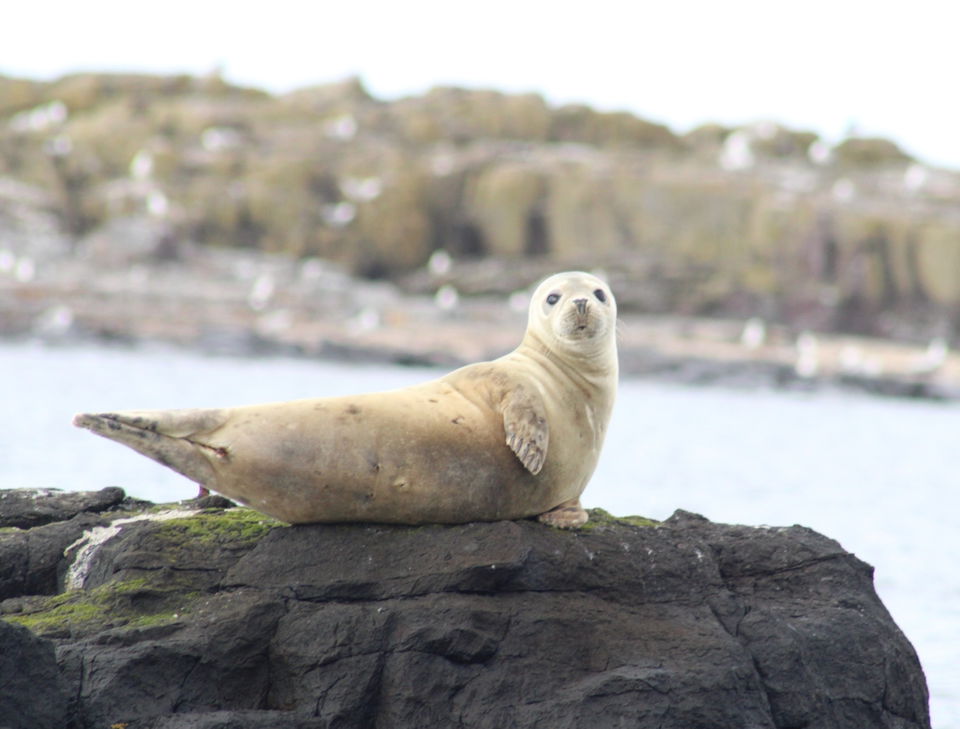 Longstone Lighthouse In Farne Islands - Fabulous North