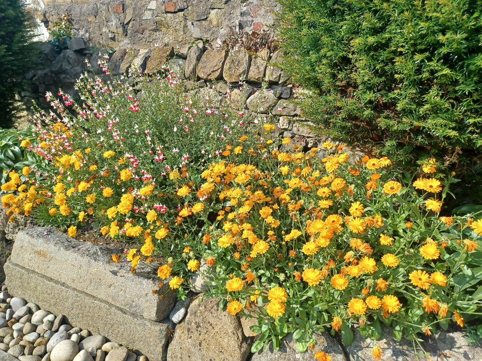 Lindisfarne Gospel Garden In Holy Island - Fabulous North