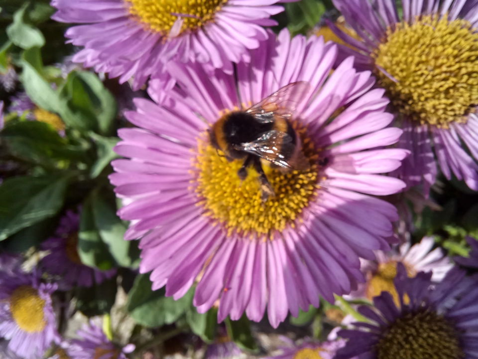 Lindisfarne Gospel Garden In Holy Island - Fabulous North