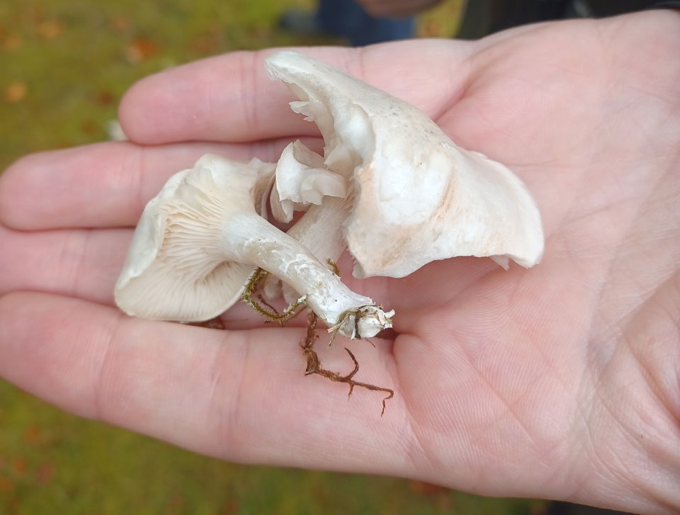 Hepple Wilds In Harbottle - Fabulous North