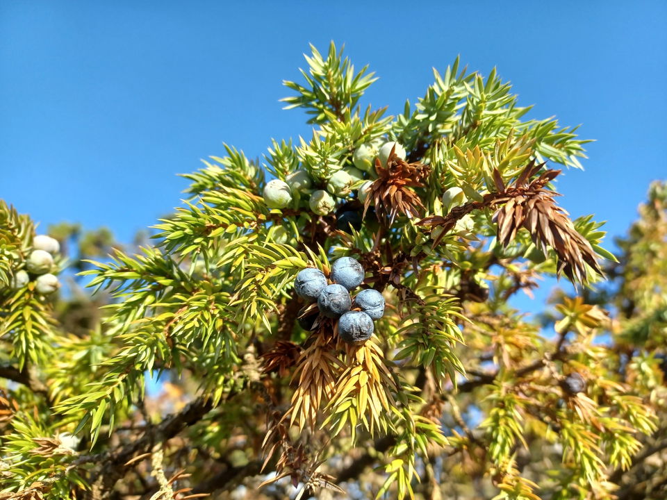 Hepple Wilds In Harbottle - Fabulous North