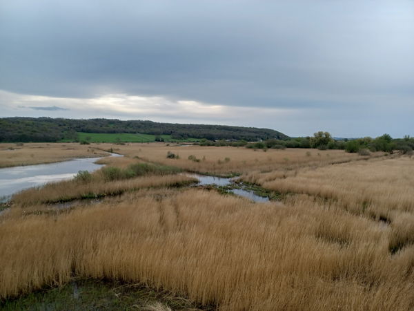 RSPB Leighton Moss In Lancaster - Fabulous North