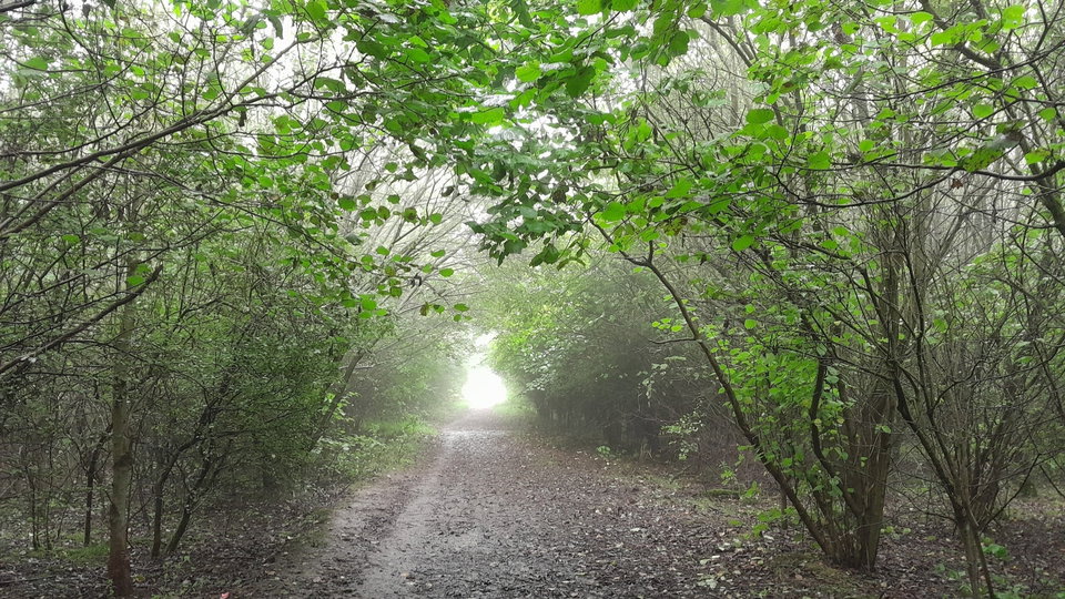 Crowtrees Nature Reserve and Engine House, Quarrington Hill Near Durham ...