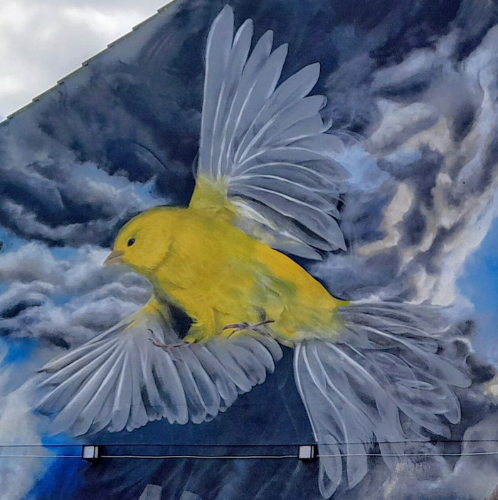 Canary Mural Wheatley Hill In Peterlee - Fabulous North