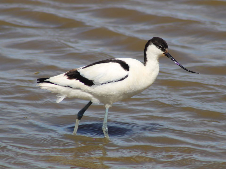 RSPB Leighton Moss In Lancaster - Fabulous North