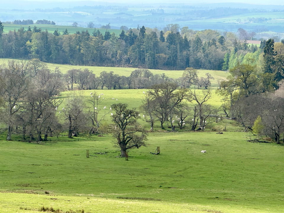 Chillingham Wild Cattle In Chillingham - Fabulous North