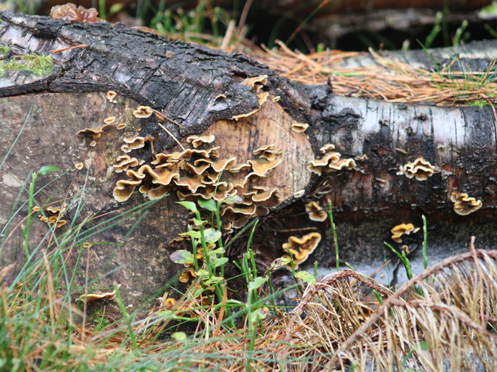 Hepple Wilds In Harbottle - Fabulous North