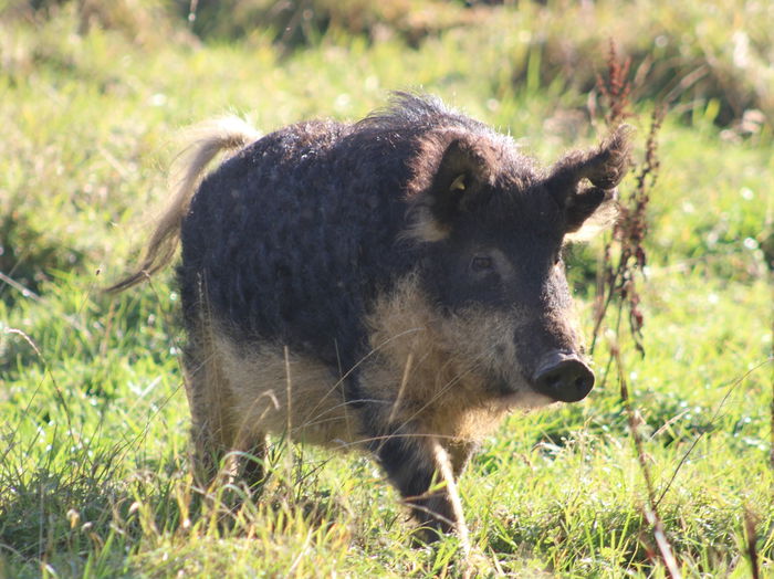 Hepple Wilds In Harbottle - Fabulous North