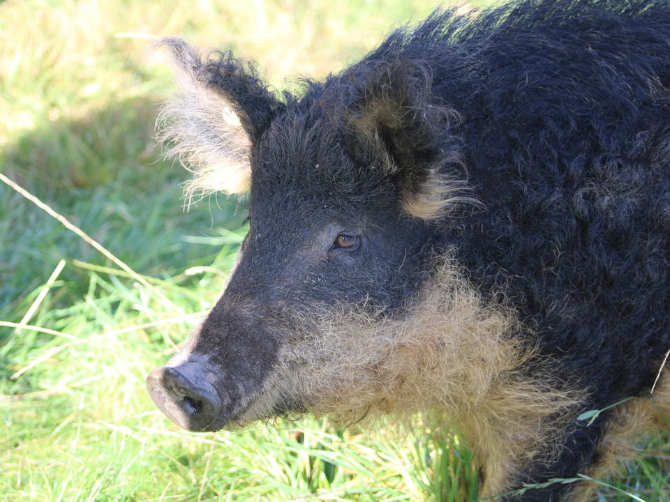 Hepple Wilds In Harbottle - Fabulous North
