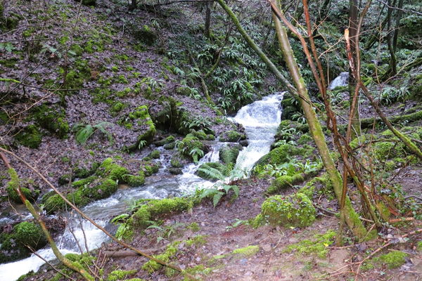 Hackfall In Ripon - Fabulous North