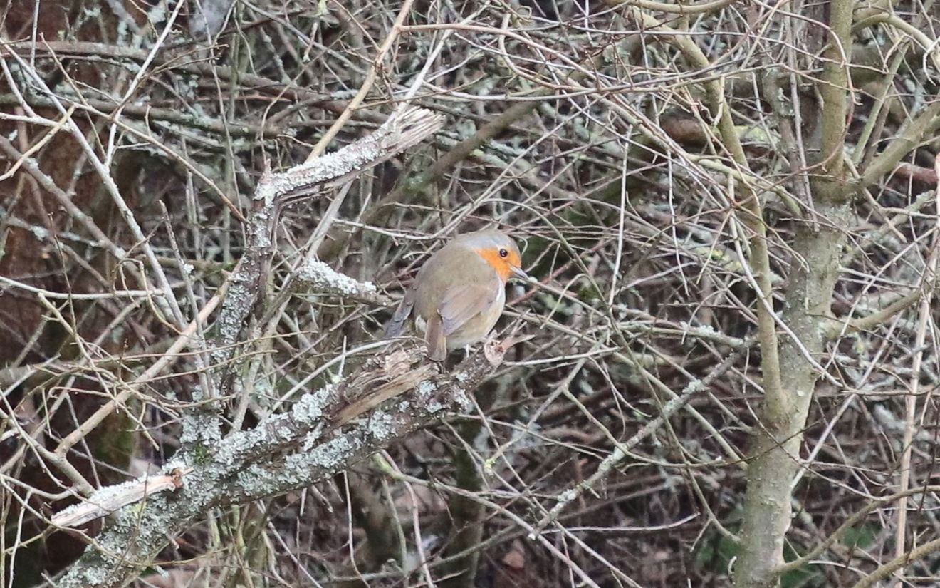 Queen Elizabeth II Jubilee Country Park In Ashington - Fabulous North