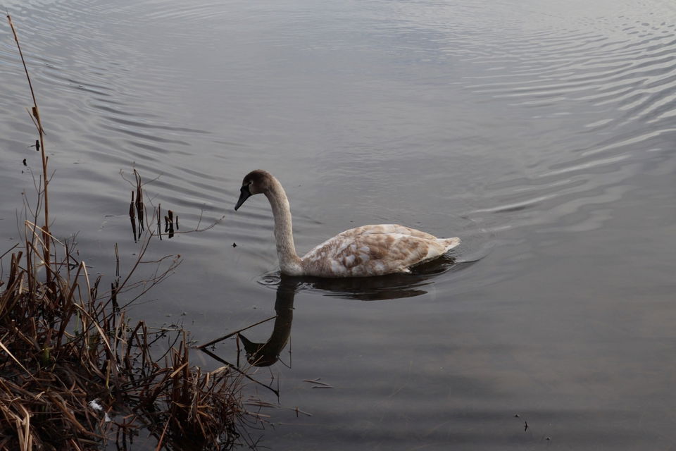 Queen Elizabeth II Jubilee Country Park In Ashington - Fabulous North