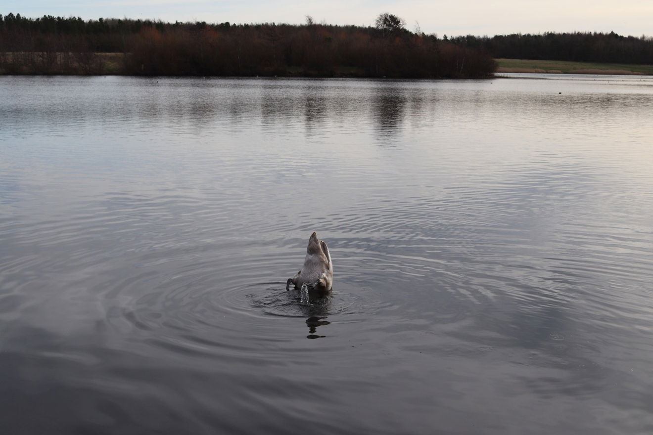 Queen Elizabeth II Jubilee Country Park In Ashington - Fabulous North