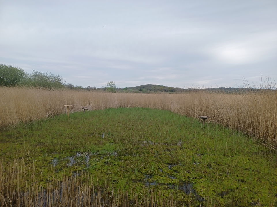 RSPB Leighton Moss In Lancaster - Fabulous North