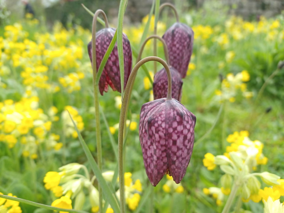 RSPB Leighton Moss In Lancaster - Fabulous North