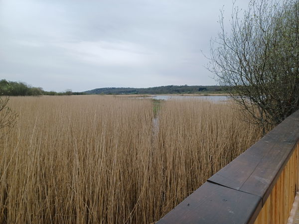 RSPB Leighton Moss In Lancaster - Fabulous North