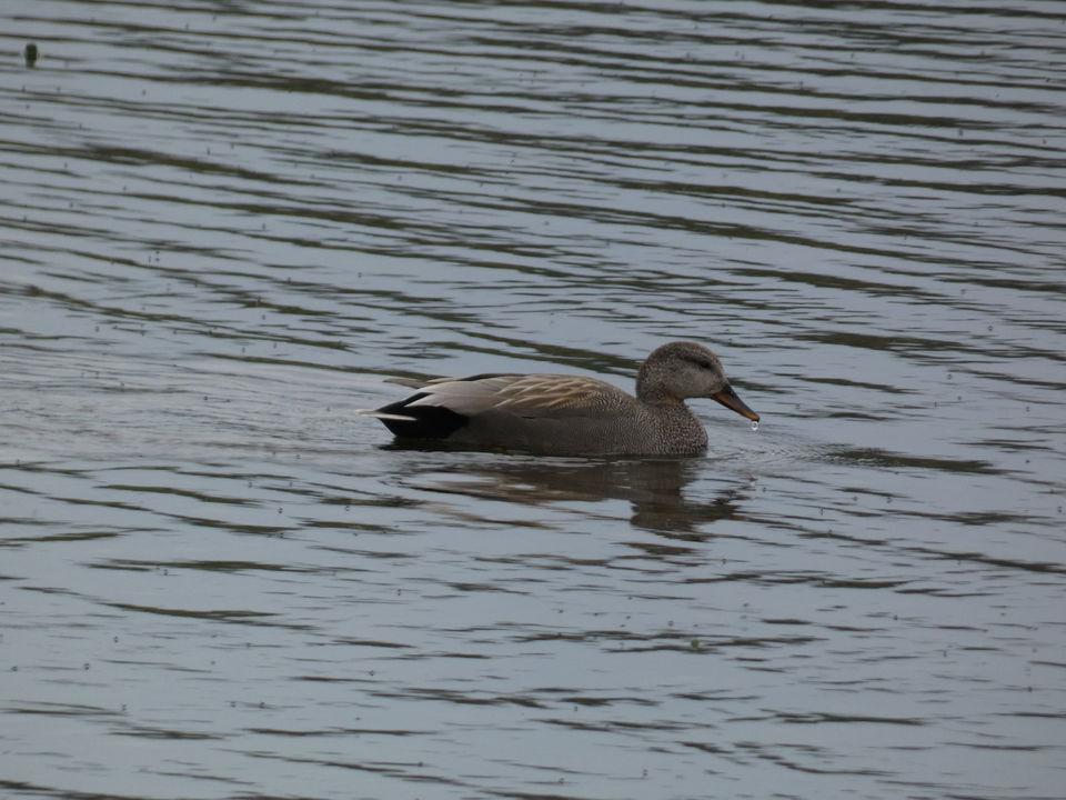 RSPB Leighton Moss In Lancaster - Fabulous North
