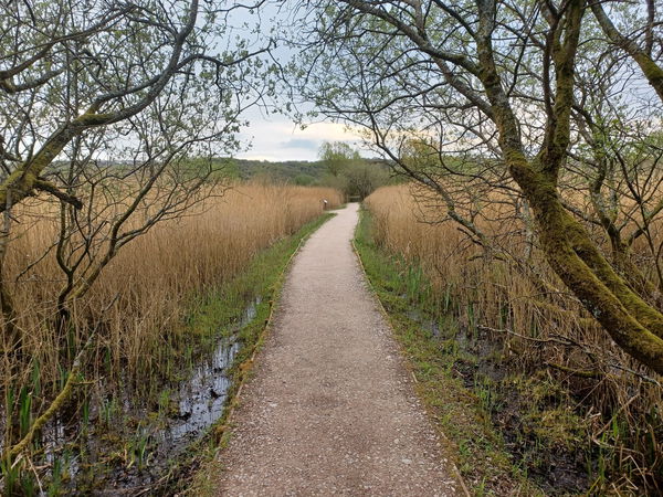 RSPB Leighton Moss In Lancaster - Fabulous North