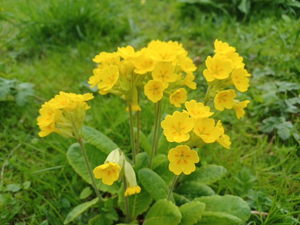 RSPB Leighton Moss In Lancaster - Fabulous North