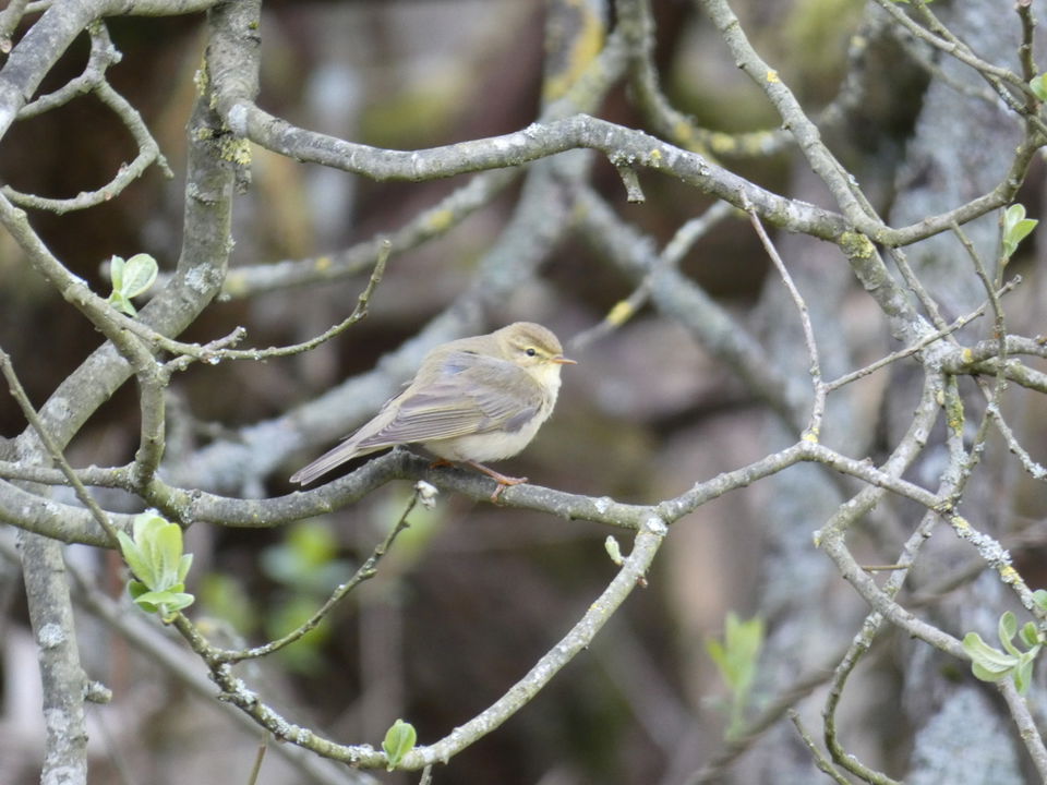 RSPB Leighton Moss In Lancaster - Fabulous North