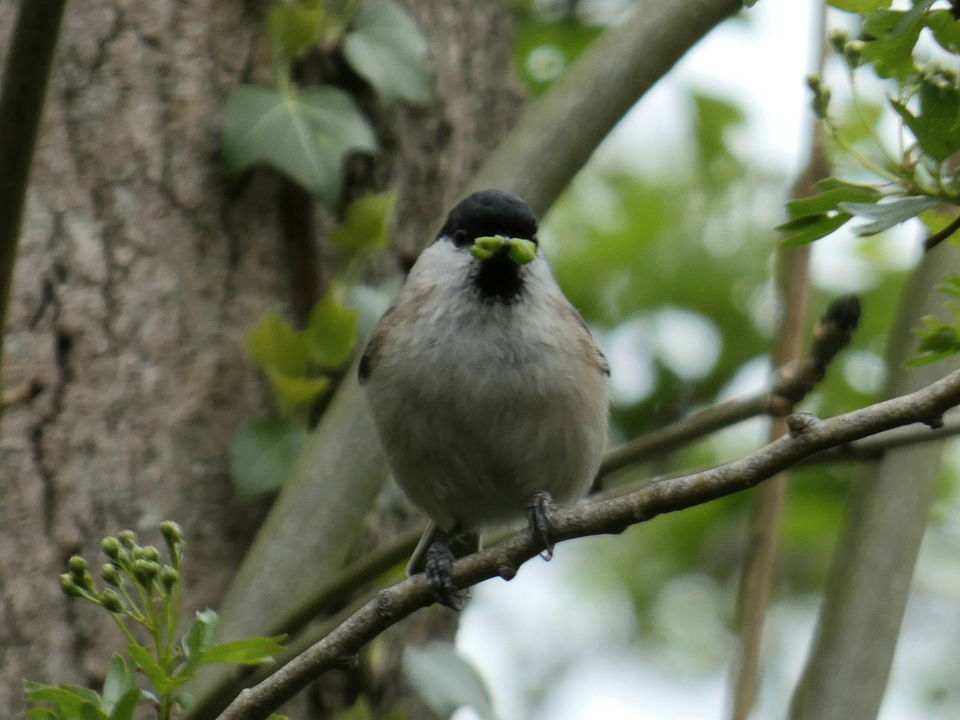 RSPB Leighton Moss In Lancaster - Fabulous North