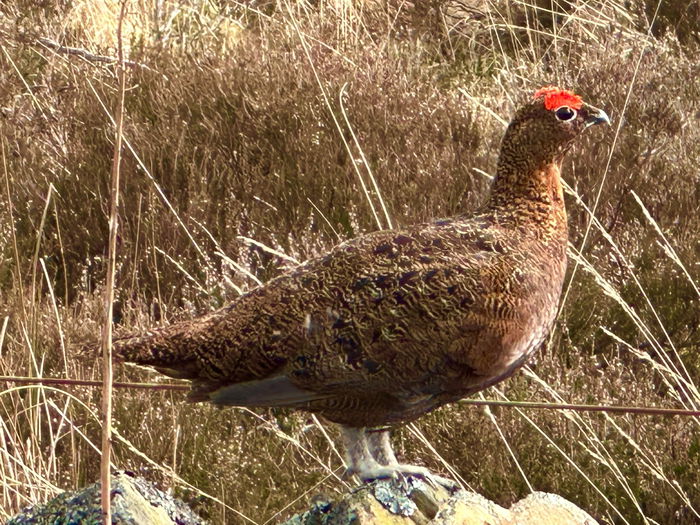 Muggleswick Grange In Consett - Fabulous North