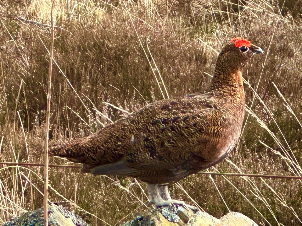 Muggleswick Grange In Consett - Fabulous North