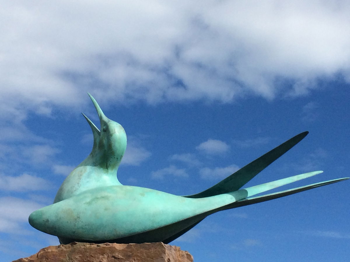 Tern At The Scottish Seabird Centre In East Lothian - Fabulous North