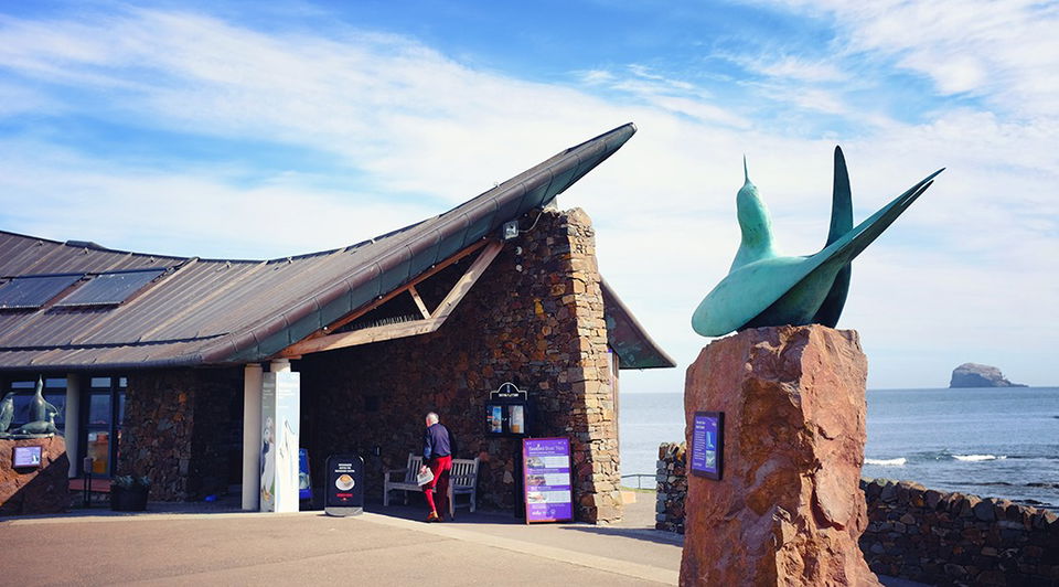 Tern At The Scottish Seabird Centre In East Lothian - Fabulous North