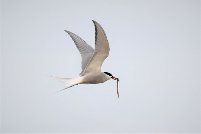 Tern At The Scottish Seabird Centre In East Lothian - Fabulous North