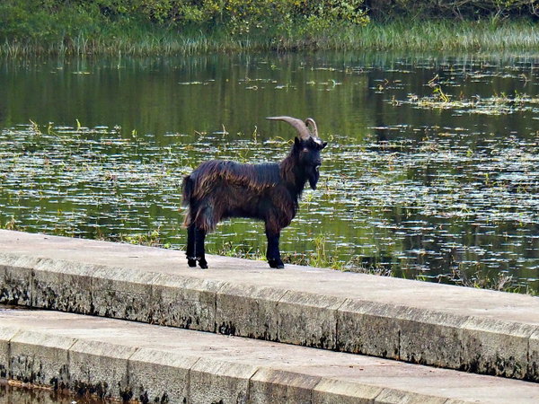 Redesdale Goat In Catcleugh - Fabulous North